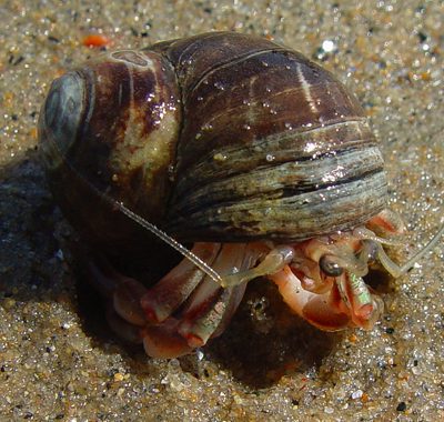 Ermitaño – La Multimedia Infantil del EPA